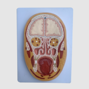 Frontal Section of the Head - Bismillah Scientific Co.